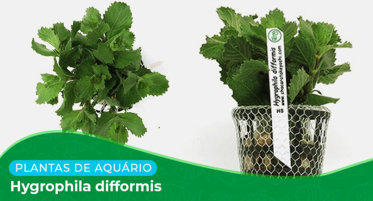 Ficha: Planta Hygrophila difformis - Escola de Aquário