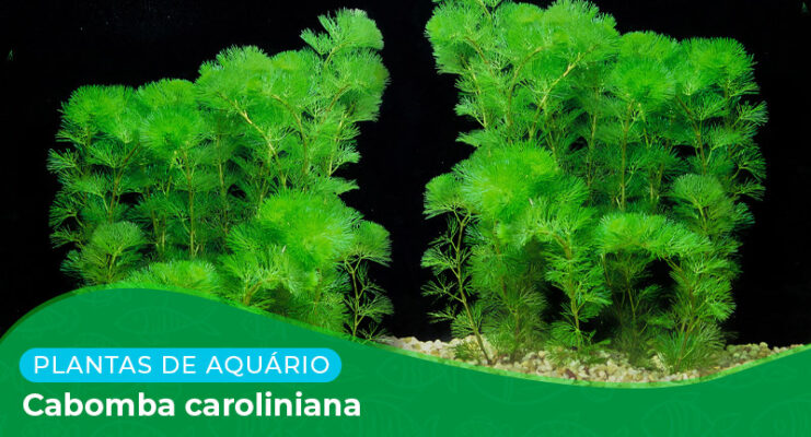 Ficha: Planta Cabomba Caroliniana - Escola de Aquário